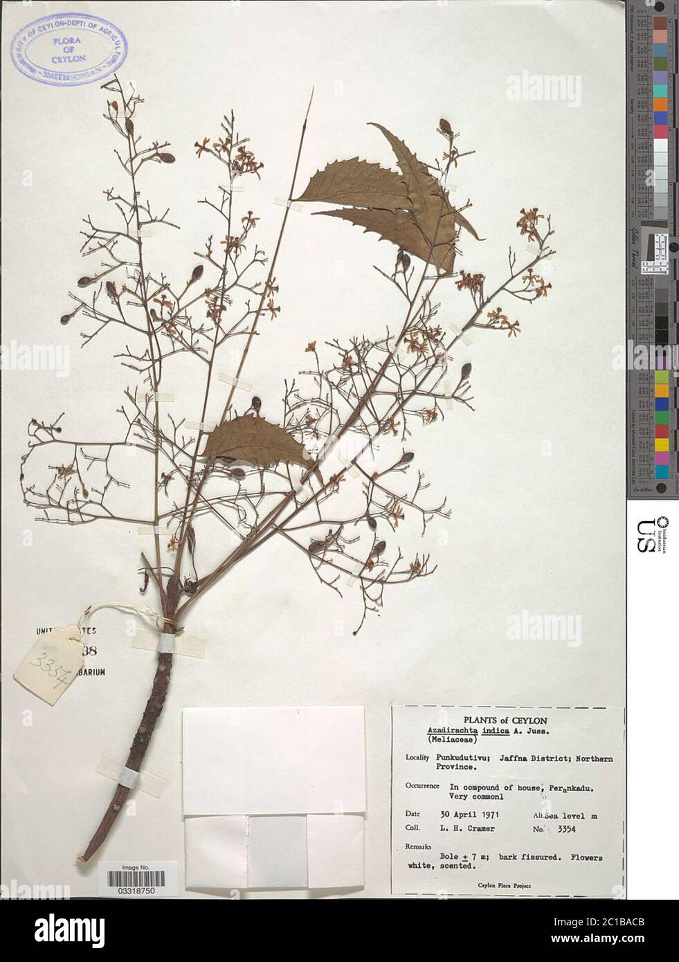 Azadirachta indica A Juss Azadirachta indica A Juss Stock Photo - Alamy