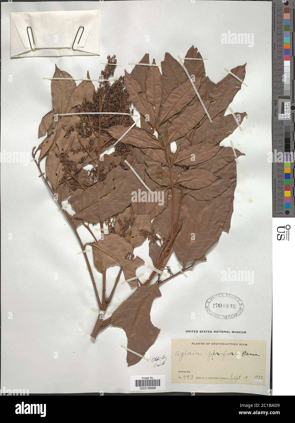 Aglaia edulis Roxb Wall Aglaia edulis Roxb Wall Stock Photo - Alamy