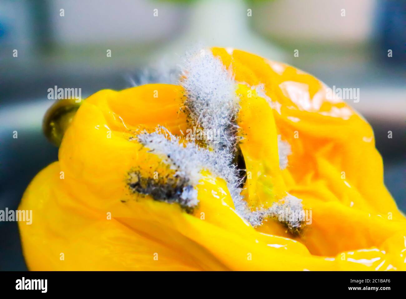 Rotten vegetable hi-res stock photography and images - Alamy