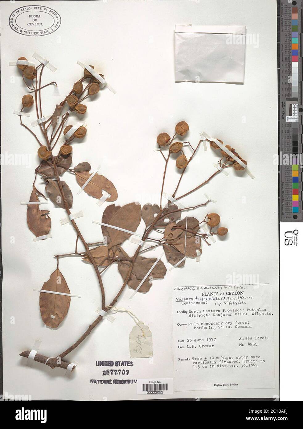 Walsura trifoliolata Walsura trifoliolata Stock Photo - Alamy