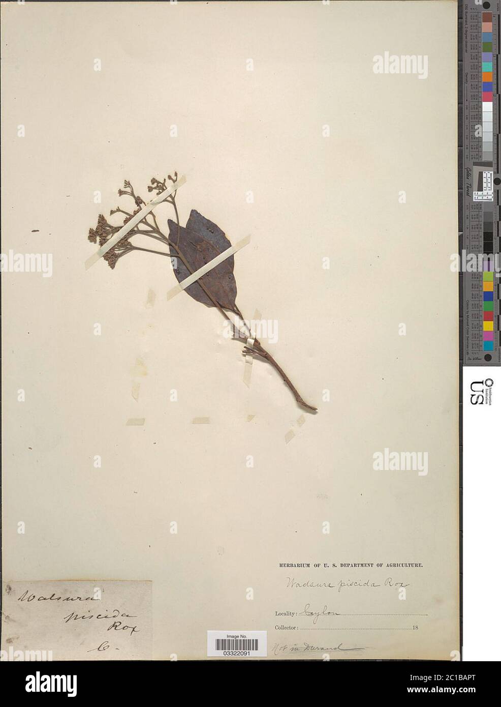 Walsura trifoliolata Walsura trifoliolata Stock Photo - Alamy