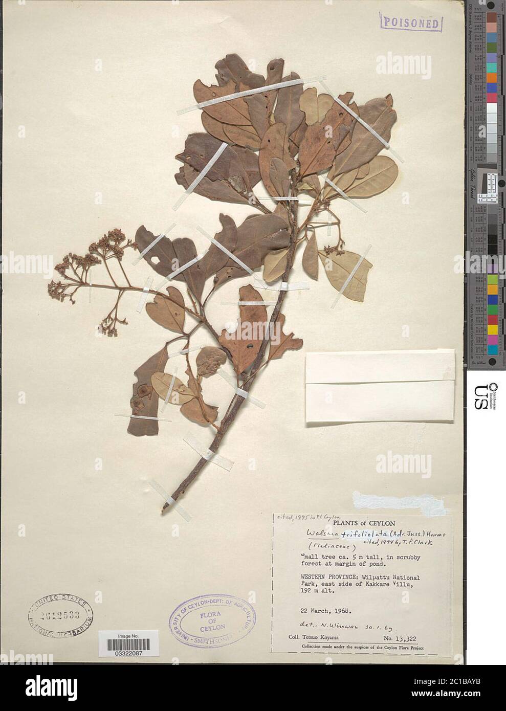 Trifoliolata hi-res stock photography and images - Alamy