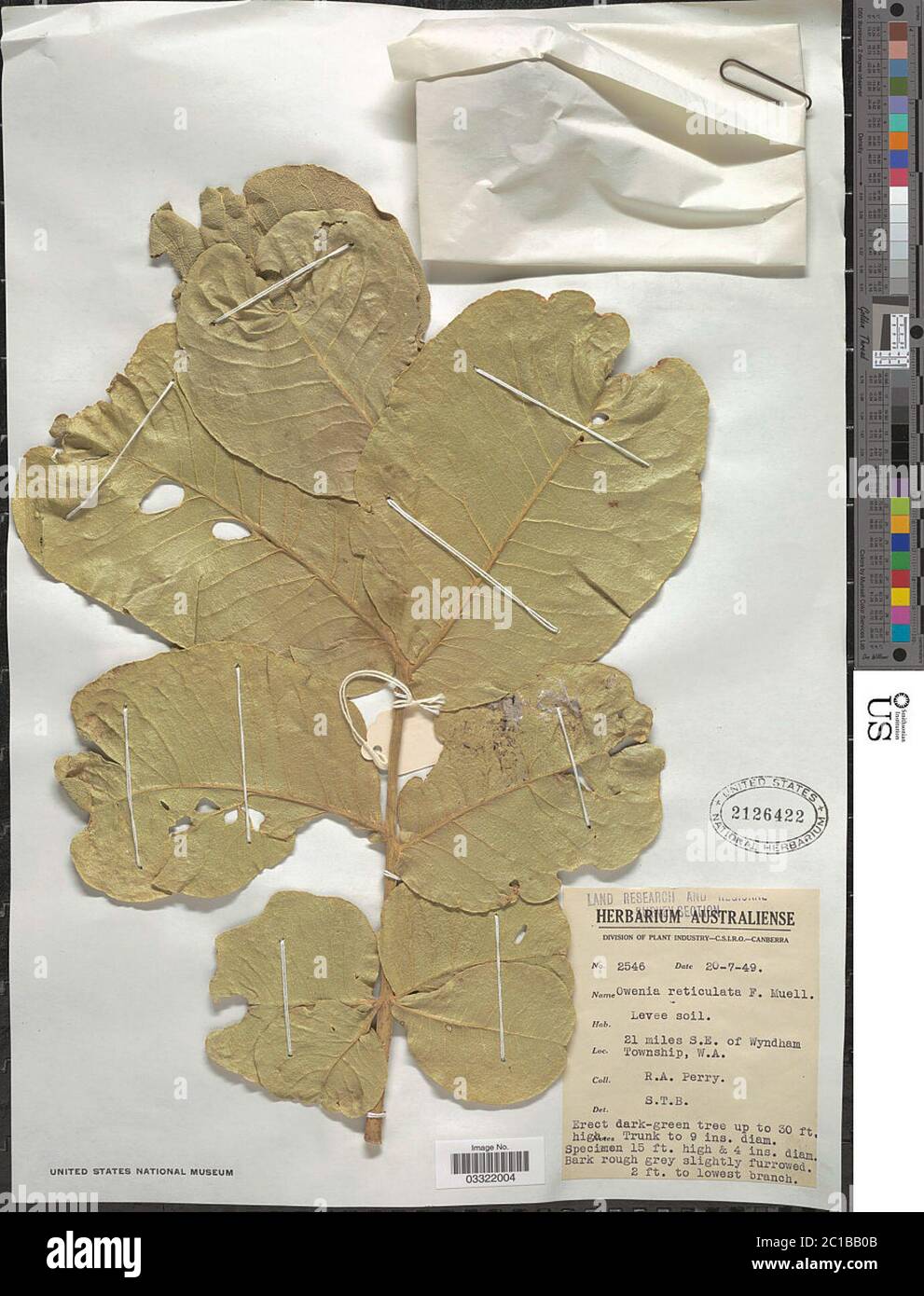 Owenia reticulata F Muell Owenia reticulata F Muell Stock Photo - Alamy