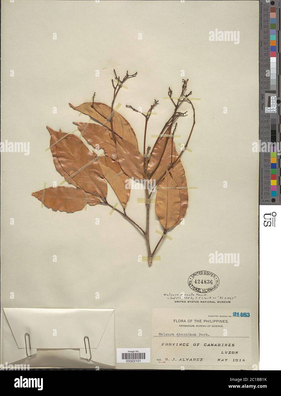 Walsura pinnata Hassk Walsura pinnata Hassk Stock Photo - Alamy