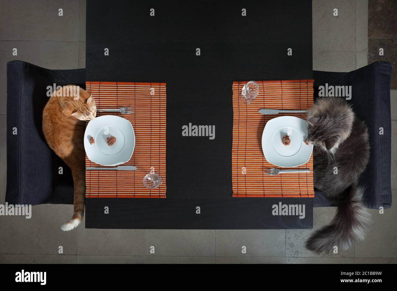 Norwegian forest cats hi-res stock photography and images - Alamy