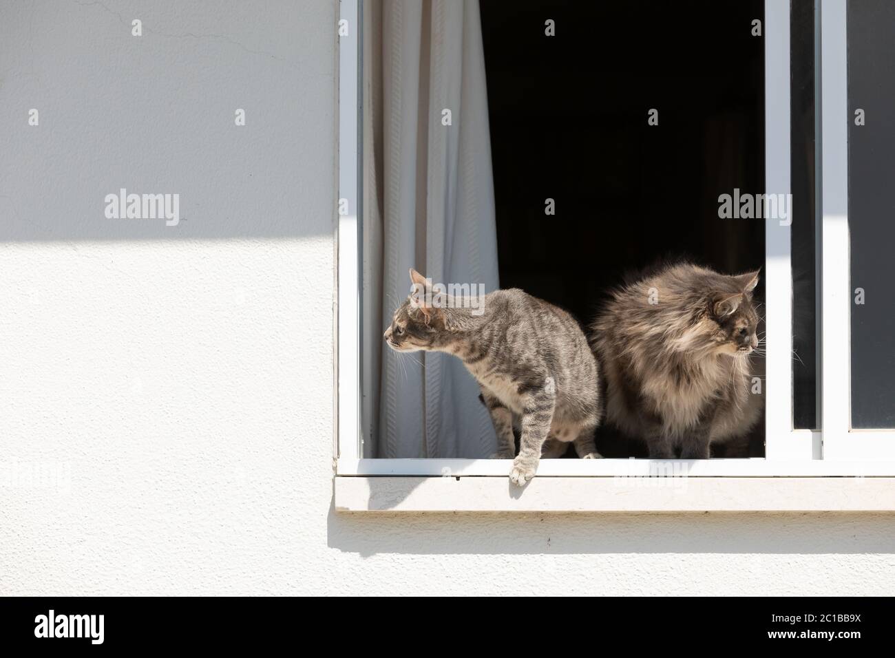 Two grey cats seated at an open window looking opposite ways out Stock ...