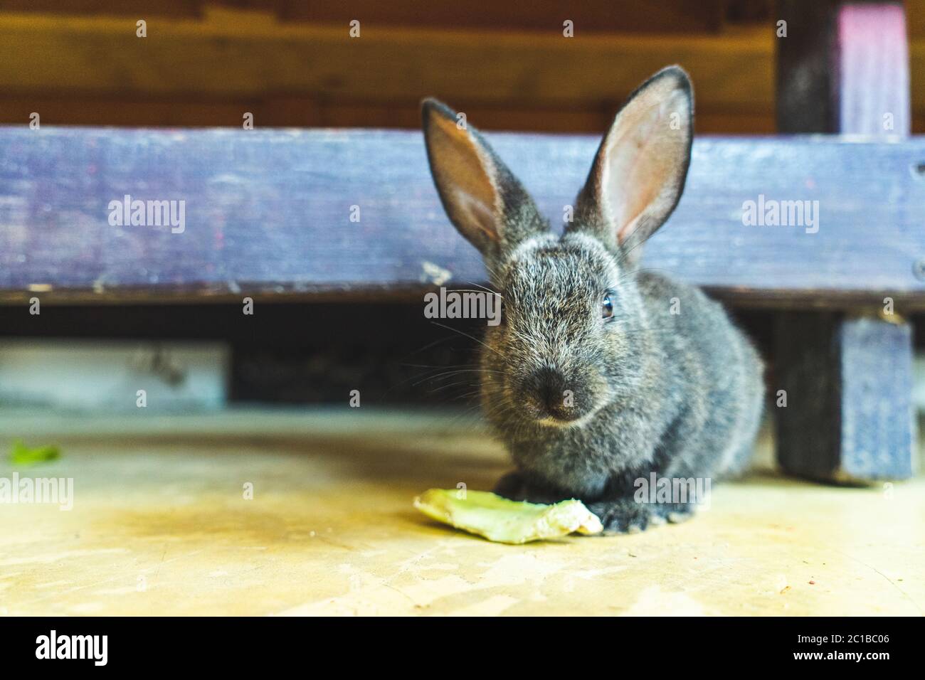 Baby rabbit in Playa del Carmen, Mexico Stock Photo - Alamy