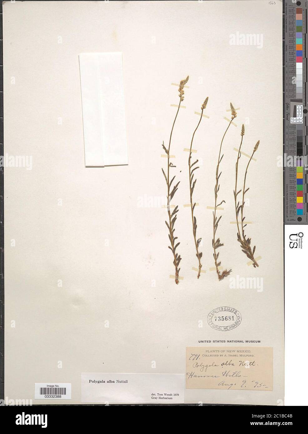 Polygala alba Nutt Polygala alba Nutt Stock Photo - Alamy