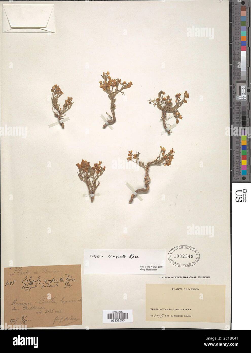 Polygala compacta Rose Polygala compacta Rose Stock Photo - Alamy