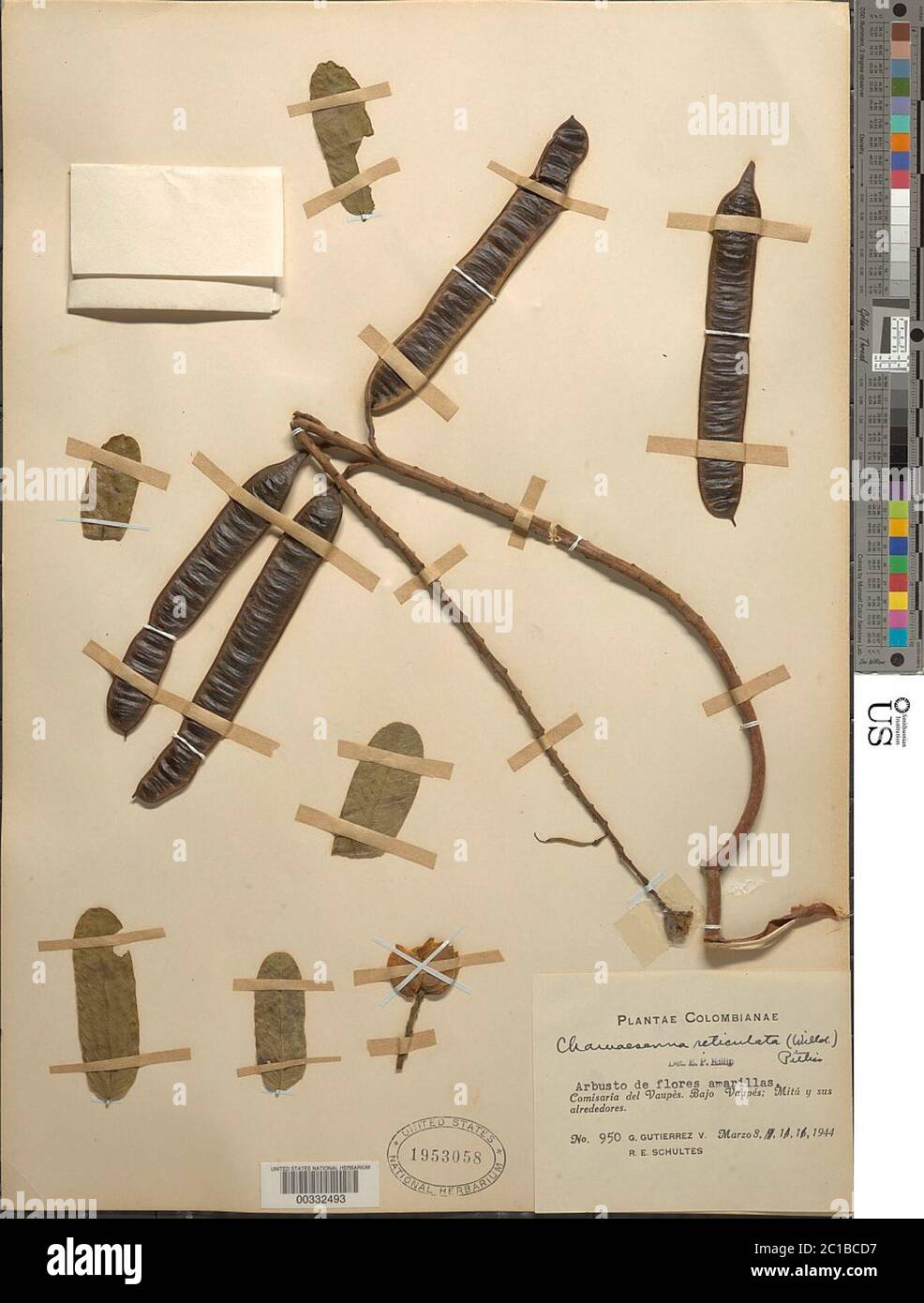 Senna reticulata hi-res stock photography and images - Alamy