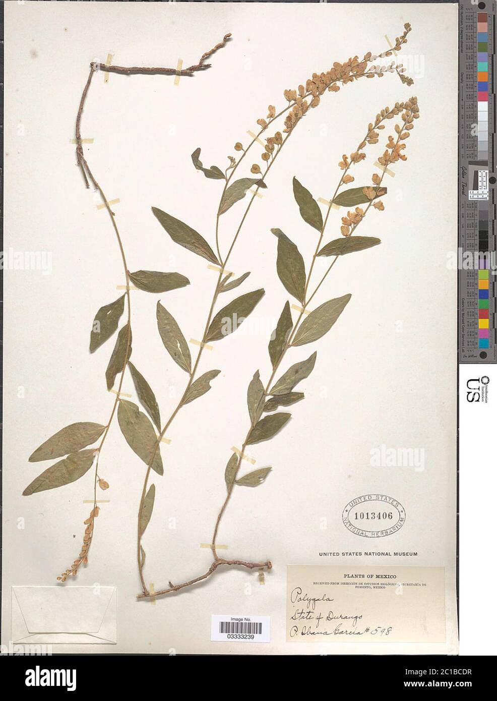 Polygala sp hi-res stock photography and images - Alamy