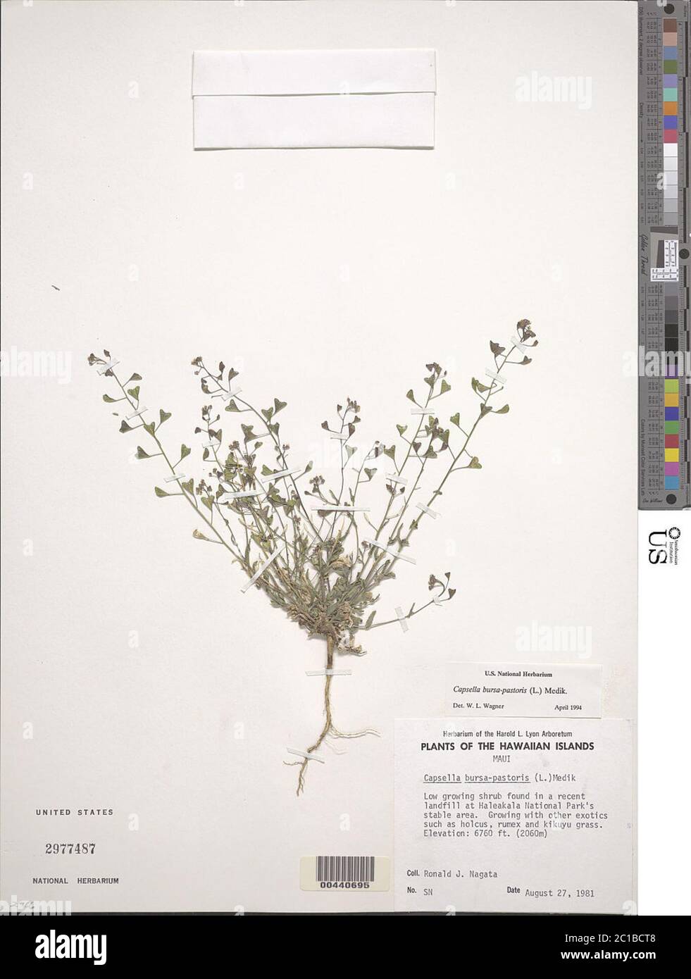 Pods capsella hi-res stock photography and images - Alamy