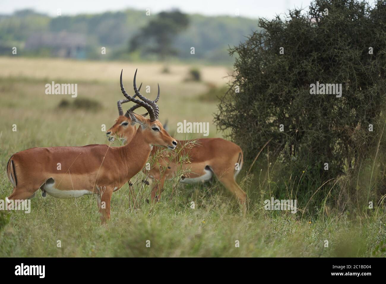 Impala Group Impalas Antelope Portrait Africa Safari Stock Photo - Alamy