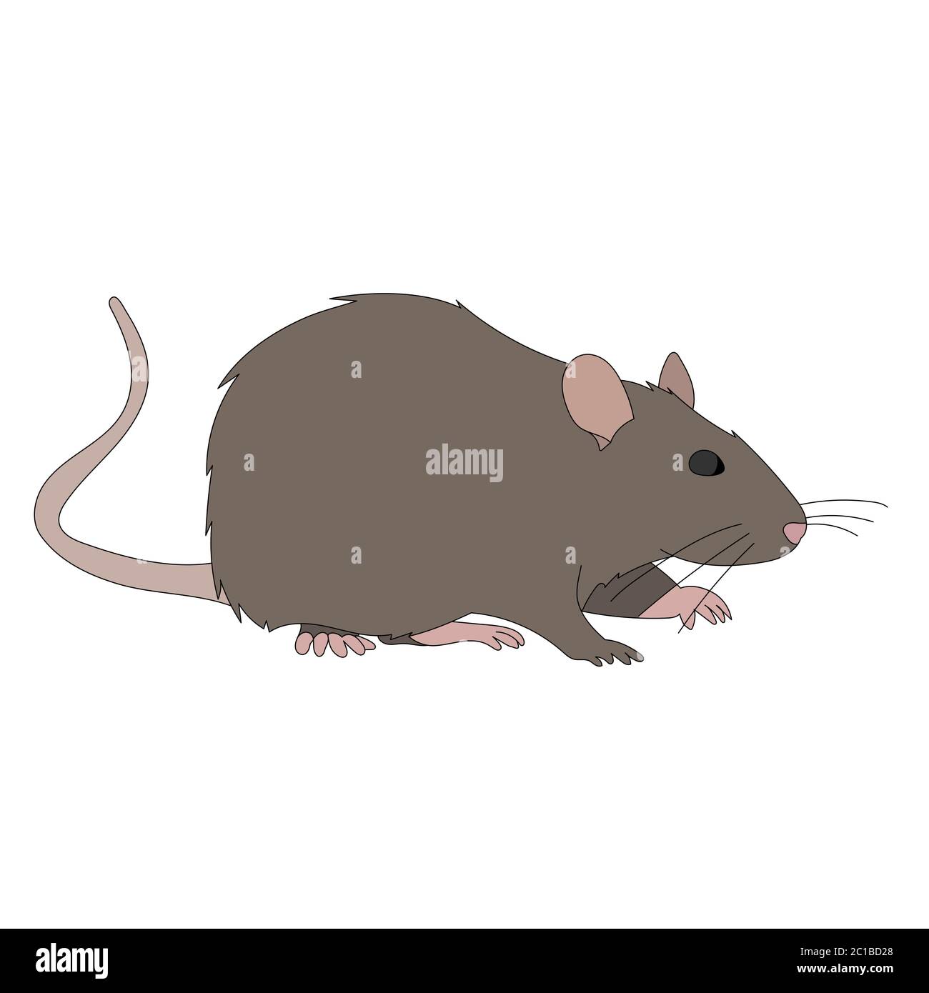 vector, white background, rat, mouse, gray Stock Vector Image & Art - Alamy