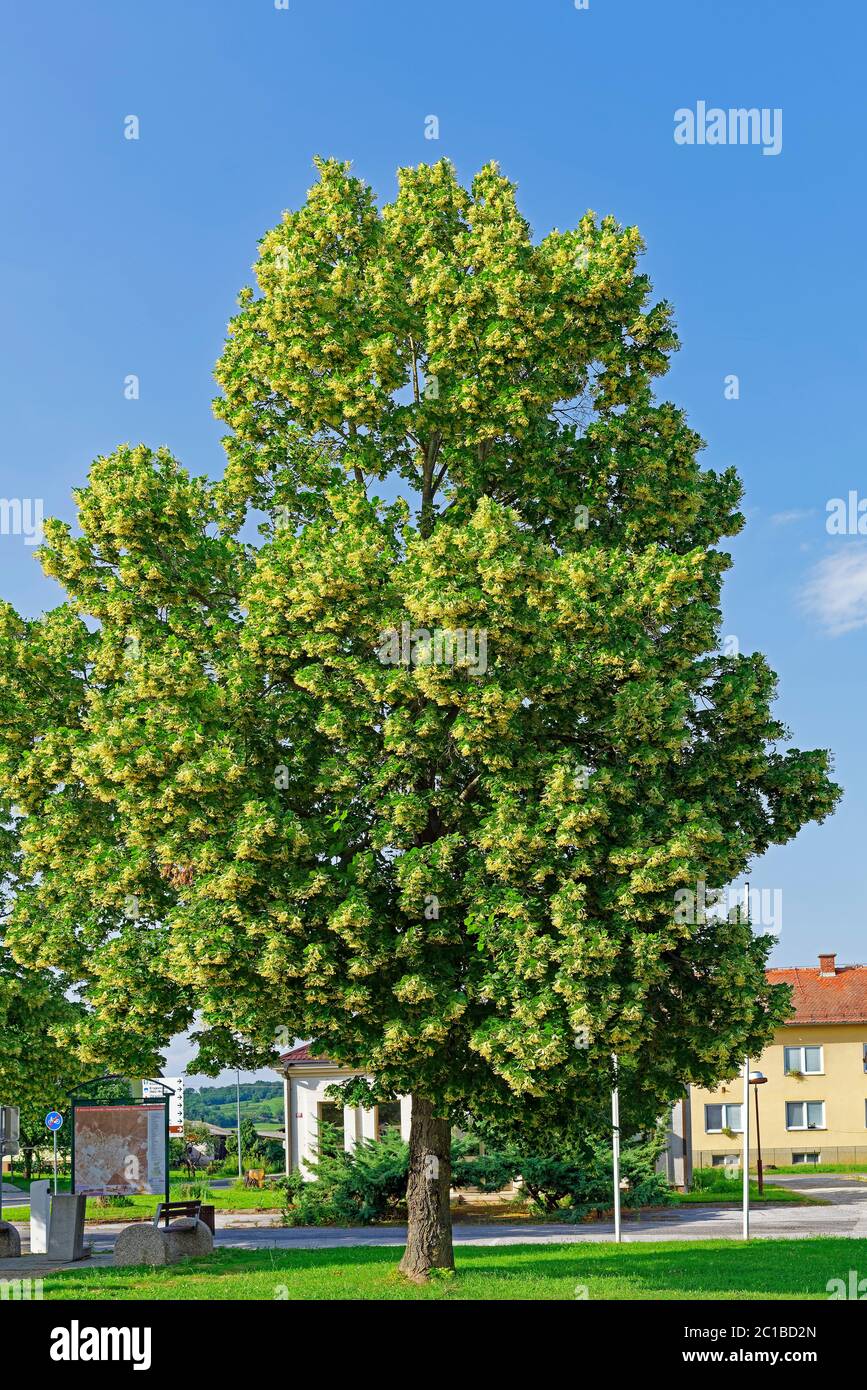 Linde baum hi-res stock photography and images - Alamy