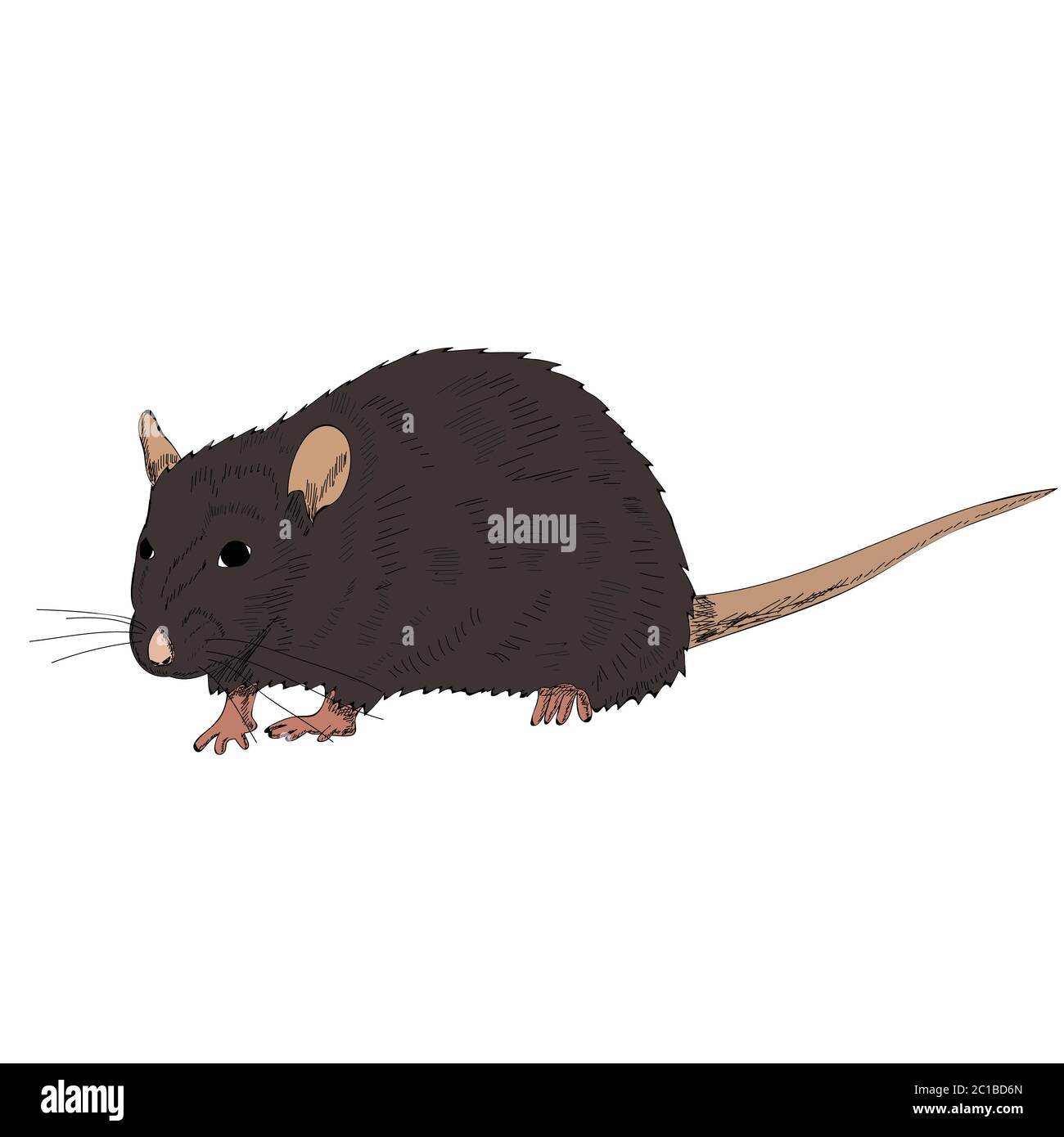 vector, white background, rat, mouse, brown Stock Vector Image & Art ...