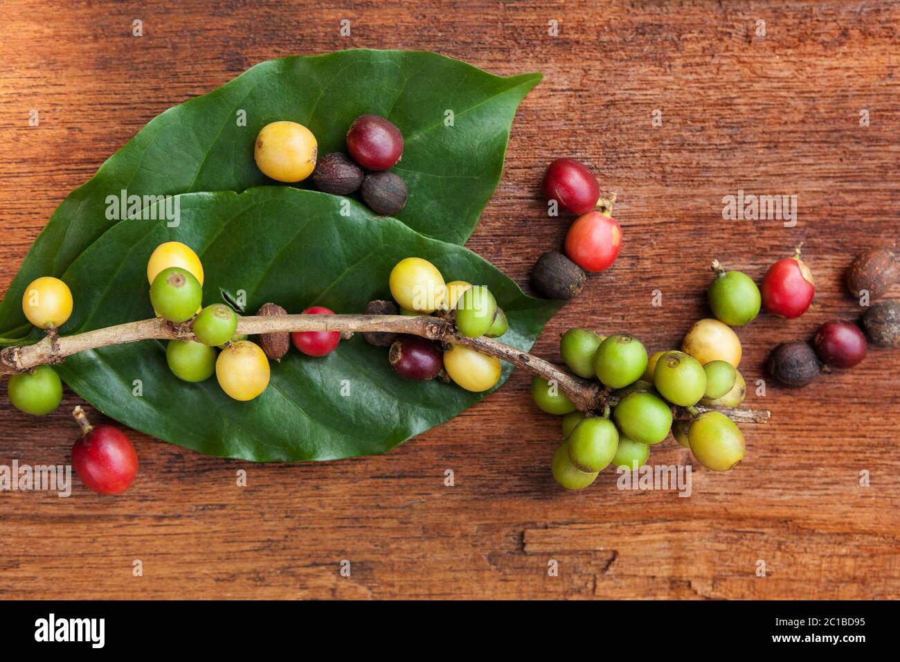 Coffea fruit hi-res stock photography and images - Alamy