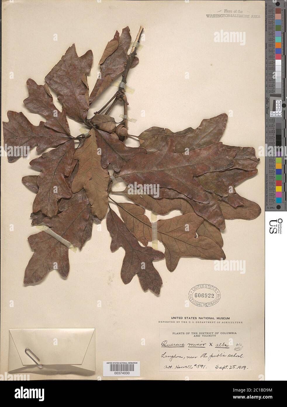 Quercus sp Quercus sp Stock Photo - Alamy