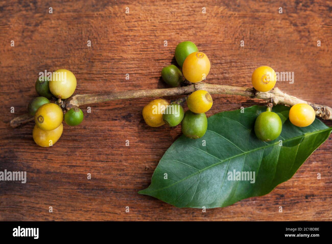 Coffea plant hi-res stock photography and images - Alamy