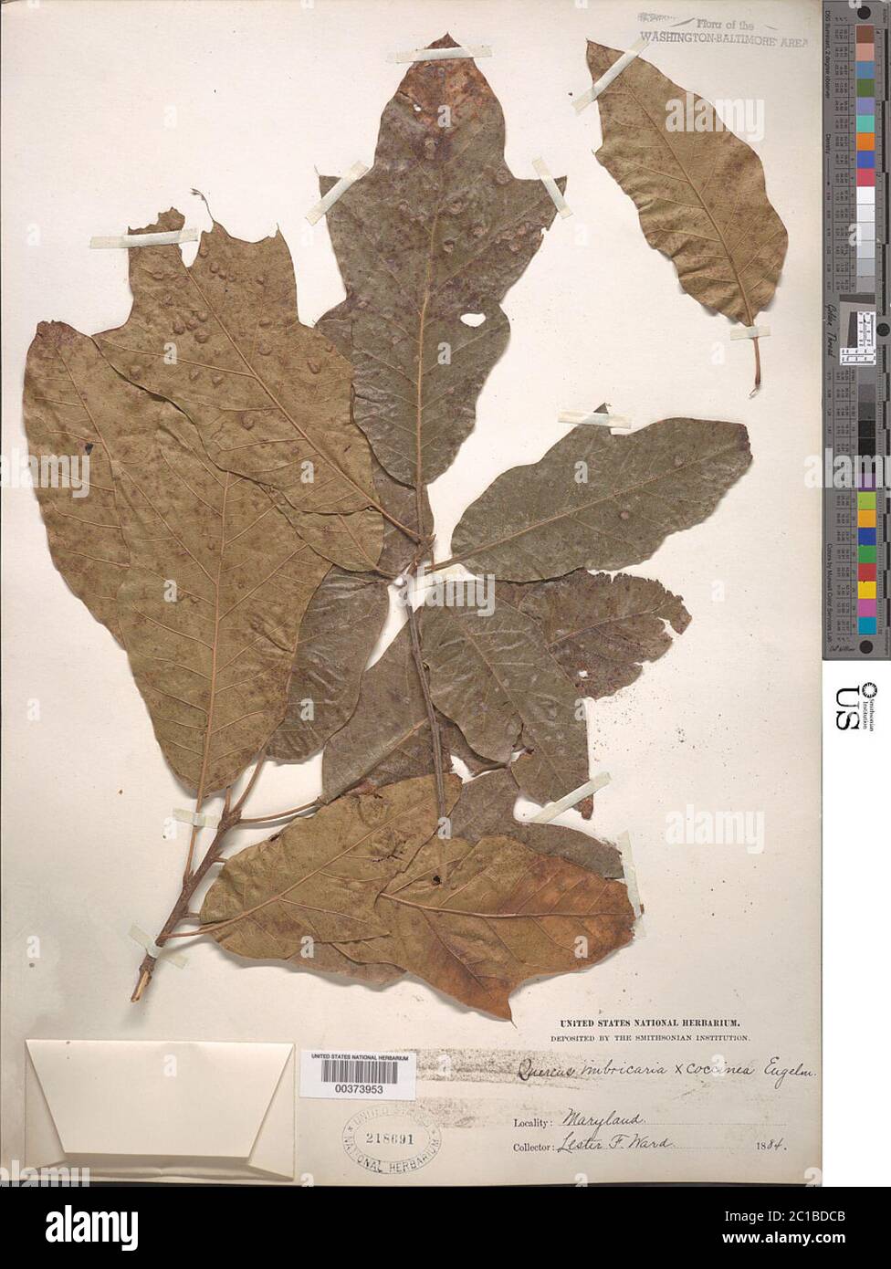 Quercus sp Quercus sp Stock Photo - Alamy