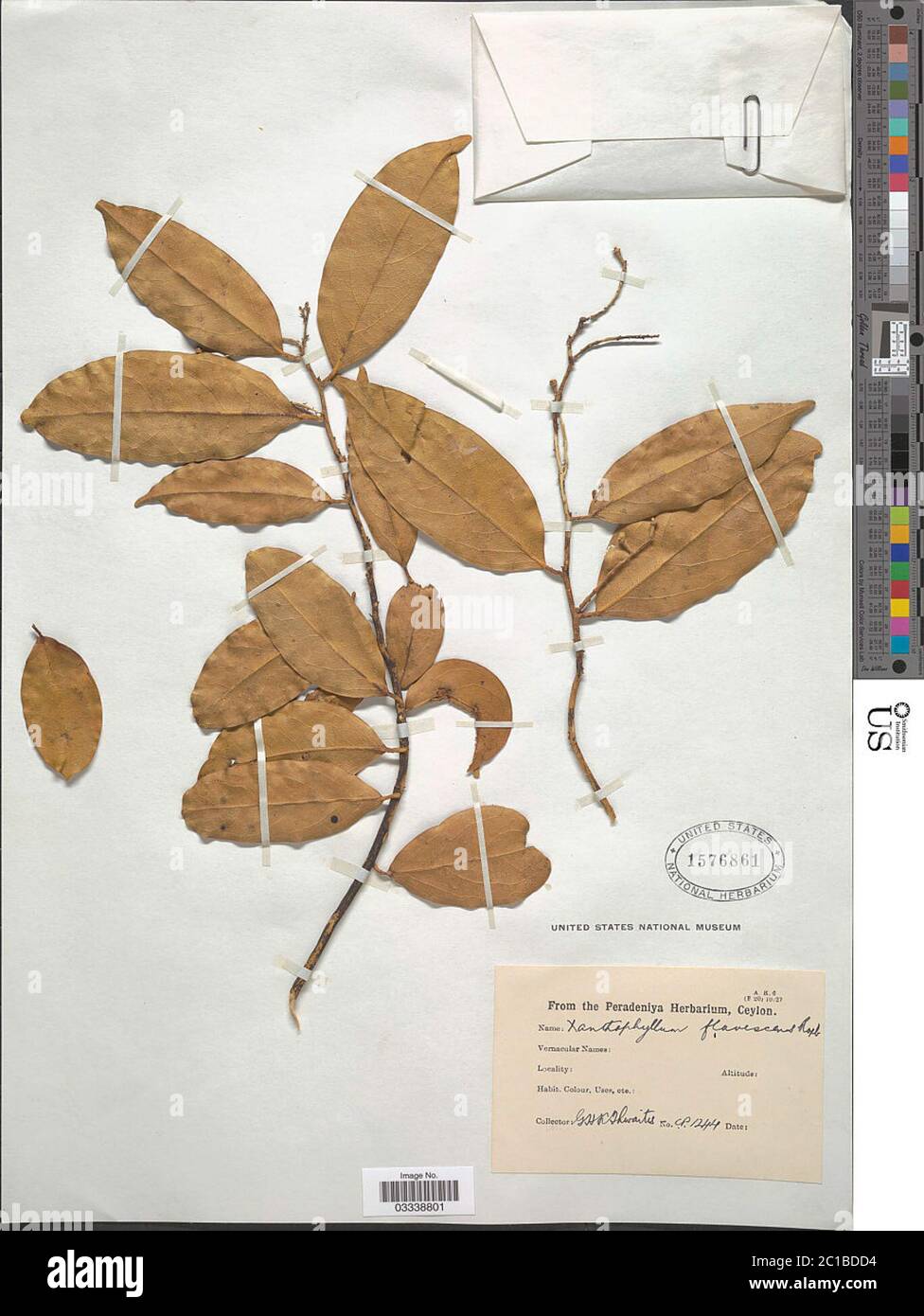 Xanthophyllum flavescens Roxb Xanthophyllum flavescens Roxb Stock Photo ...