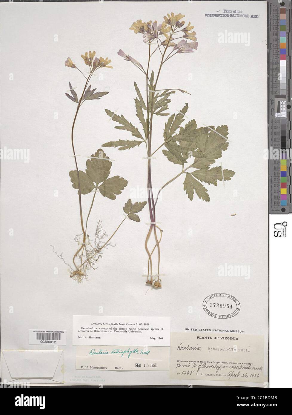 Cardamine angustata Cardamine angustata Stock Photo - Alamy