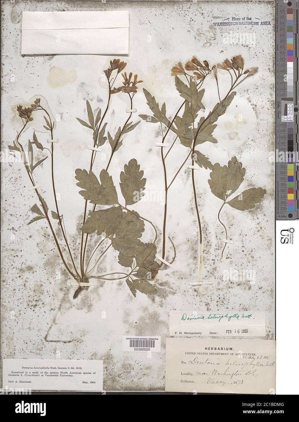 Cardamine angustata Cardamine angustata Stock Photo - Alamy