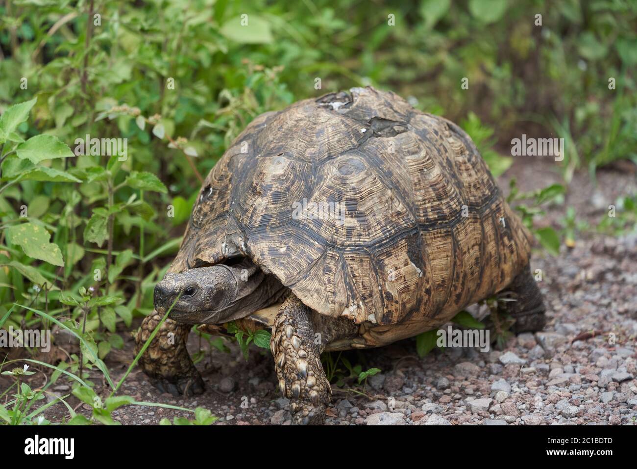 Tortoise Full Body High Resolution Stock Photography and Images - Alamy