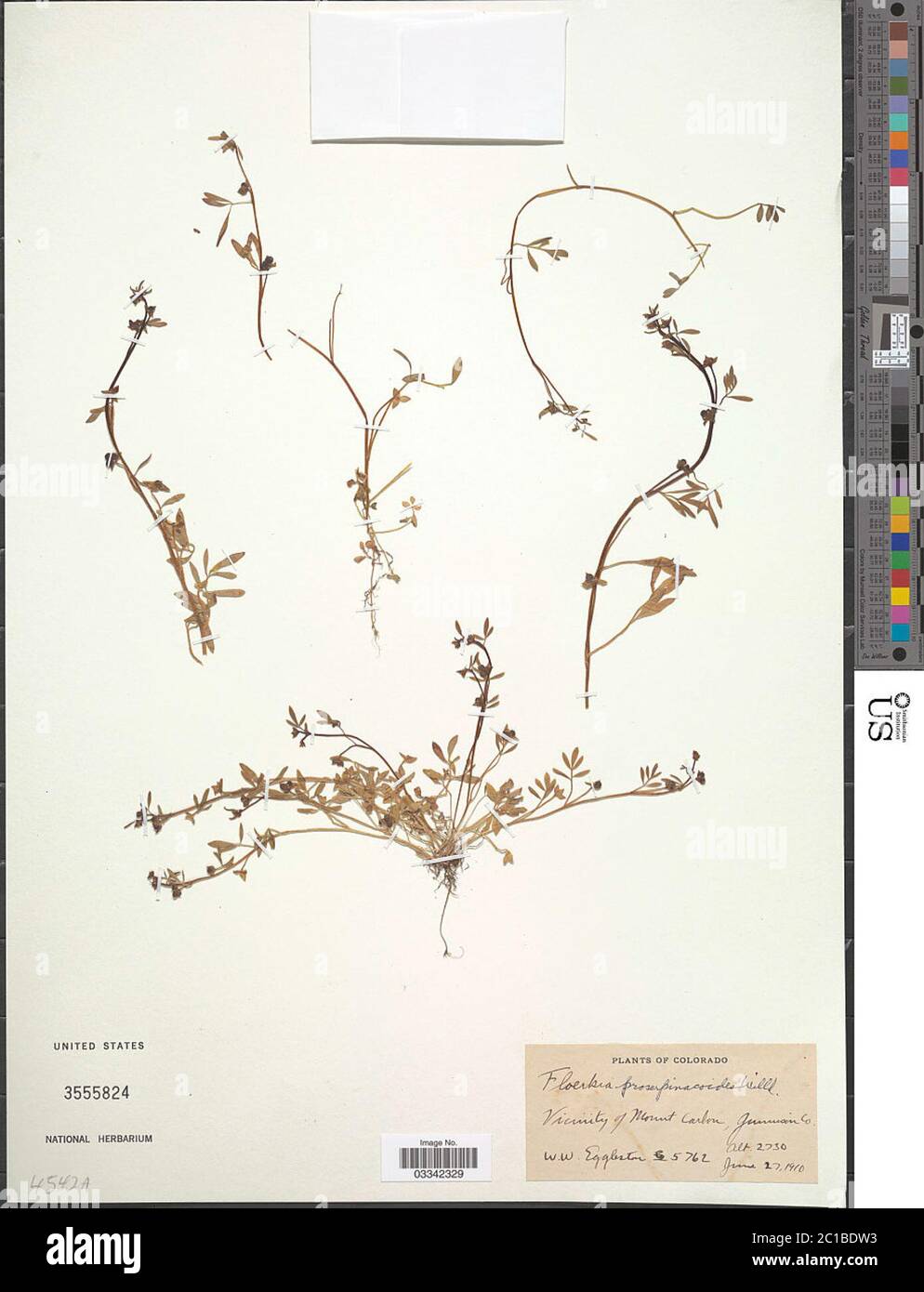 Floerkea proserpinacoides Willd Floerkea proserpinacoides Willd Stock ...