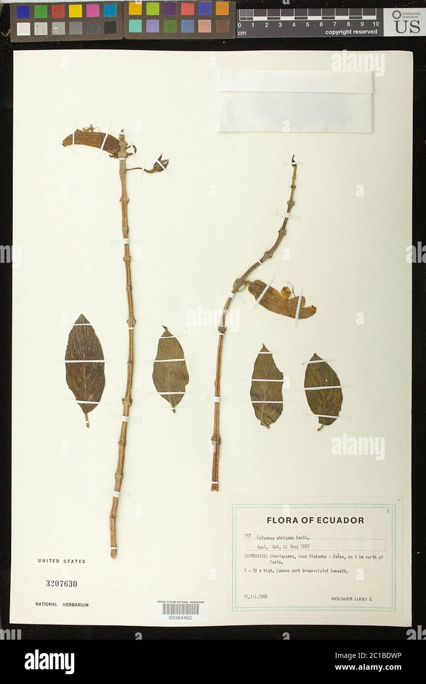 Columnea strigosa Benth Columnea strigosa Benth Stock Photo - Alamy
