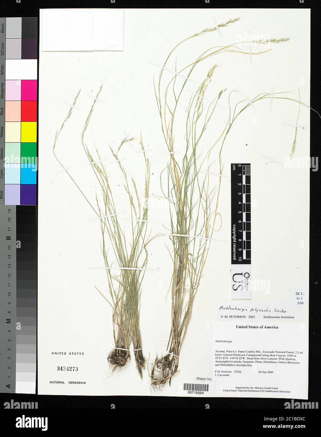 Muhlenbergia polycaulis Scribn Muhlenbergia polycaulis Scribn Stock ...