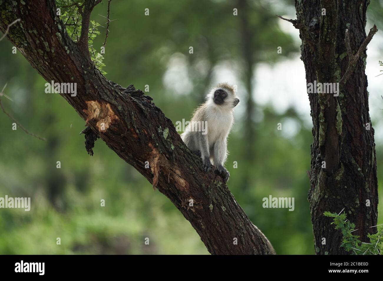 Vervet monkey Chlorocebus pygerythrus Old World monkey of the family ...