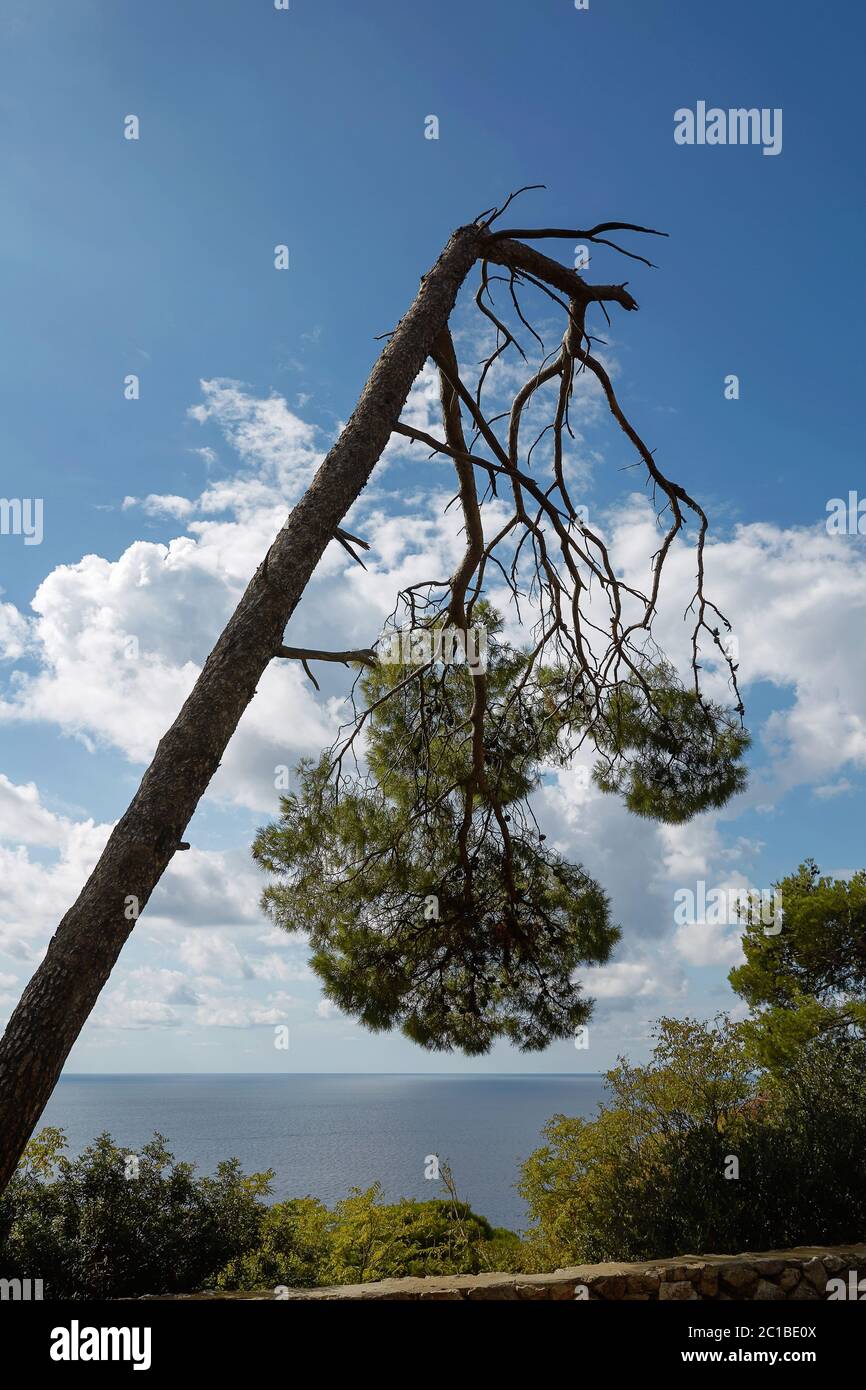 Storm damage and broken tree in the forest Stock Photo - Alamy