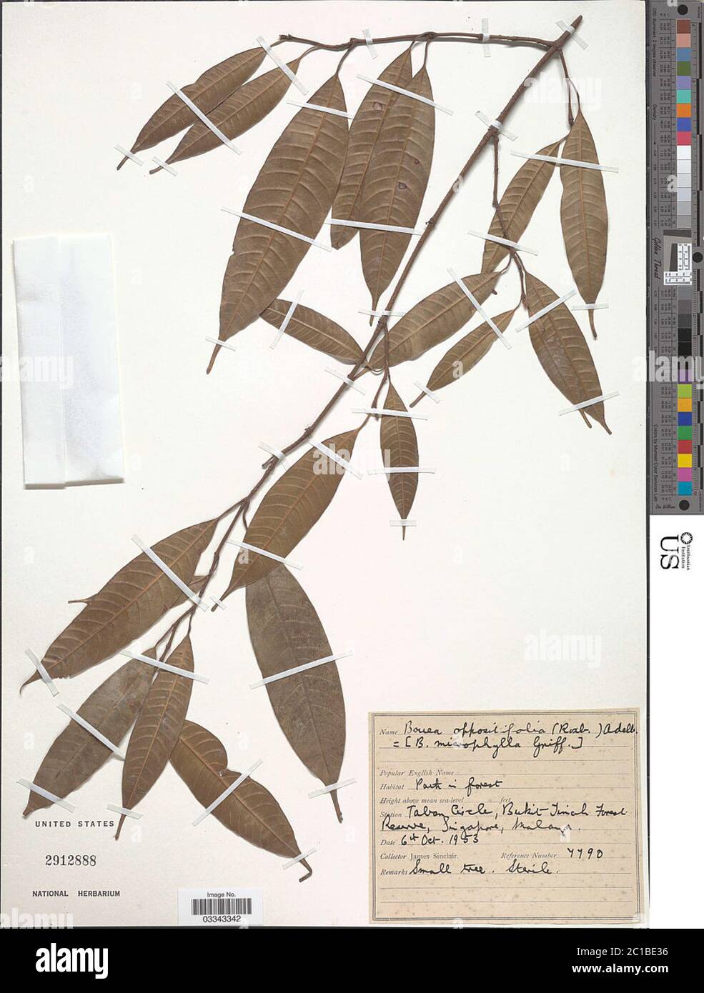 Bouea hi-res stock photography and images - Alamy