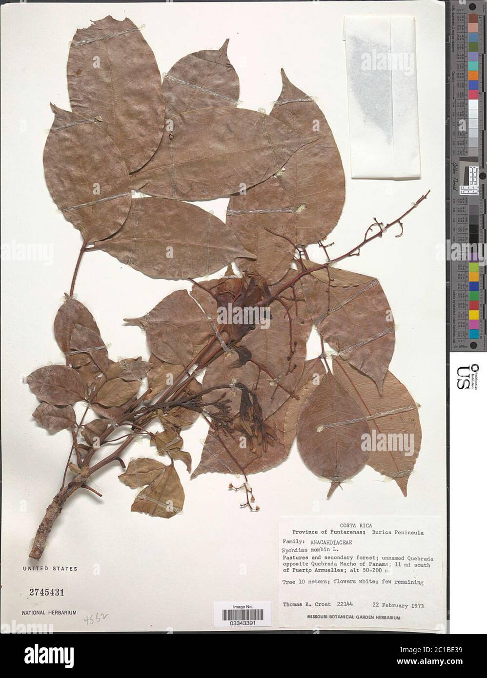 Spondias mombin l hi-res stock photography and images - Alamy