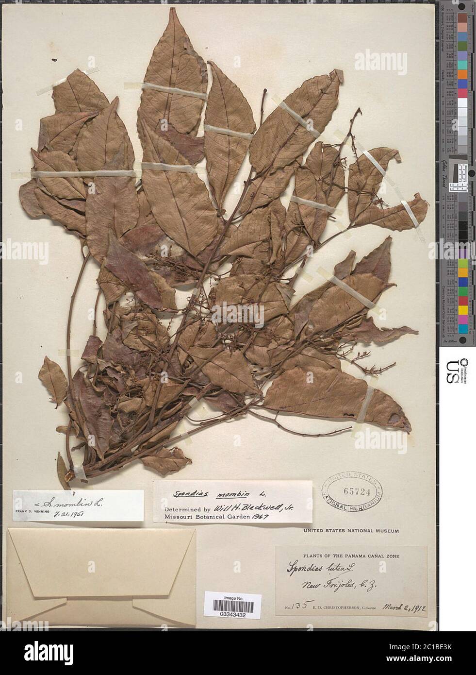 Spondias mombin l hi-res stock photography and images - Alamy