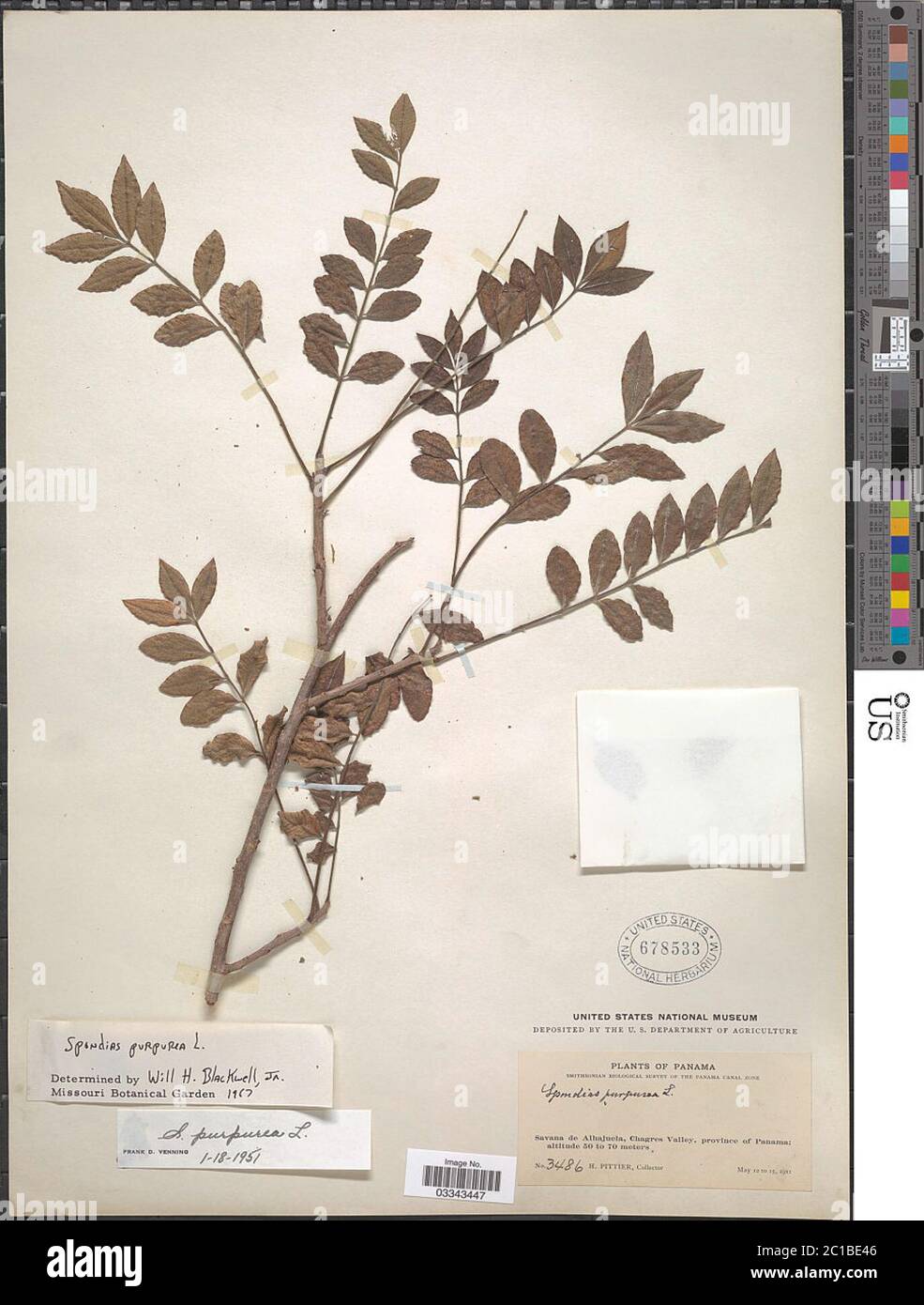 Spondias purpurea L Spondias purpurea L Stock Photo - Alamy