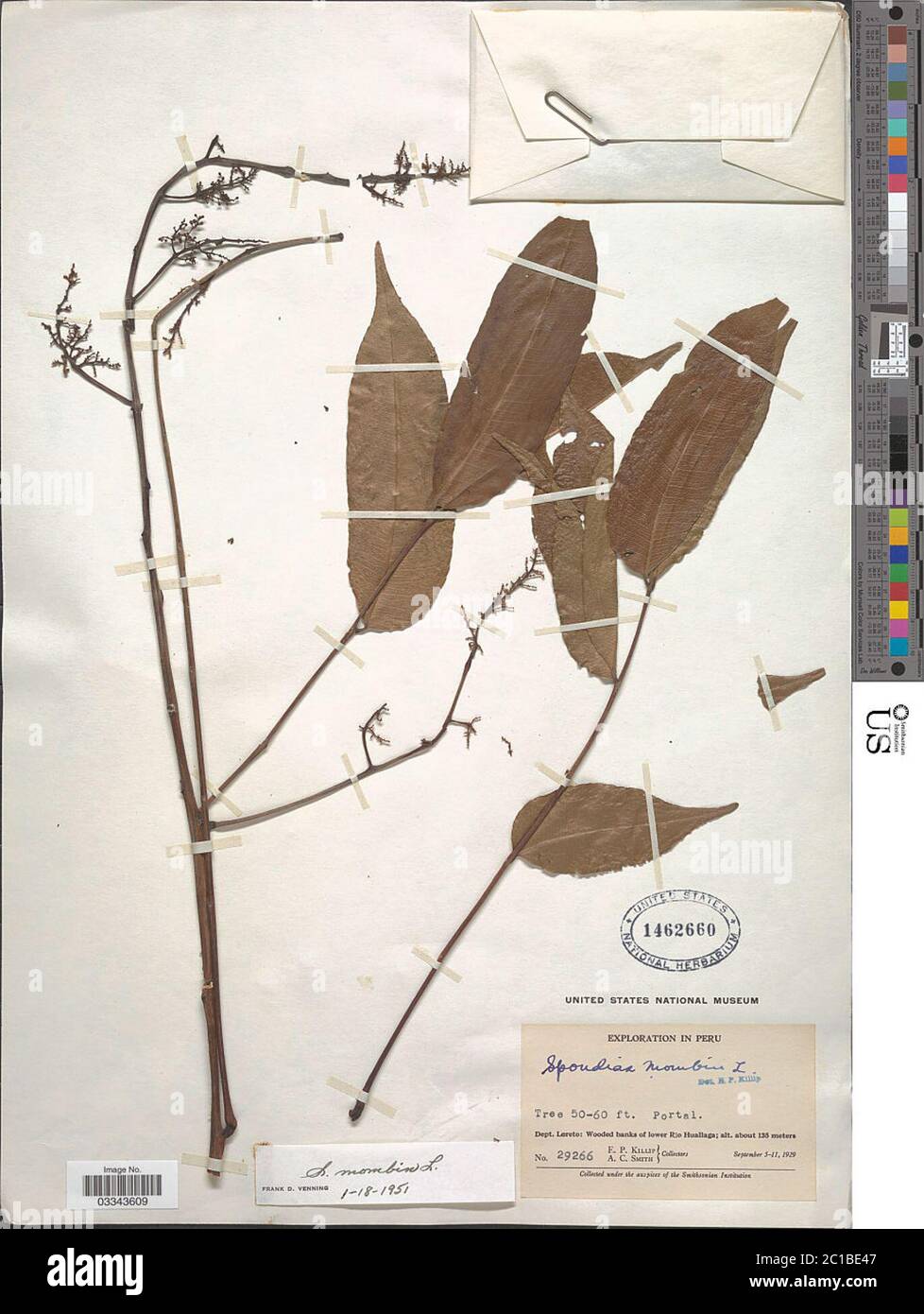 Spondias mombin l hi-res stock photography and images - Alamy