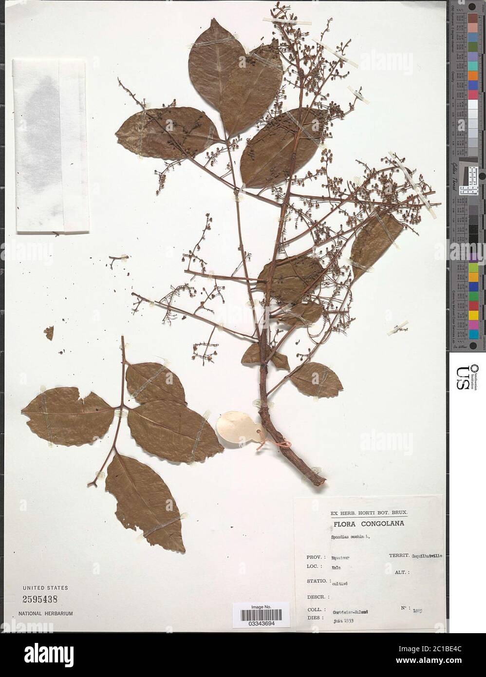 Spondias mombin l hi-res stock photography and images - Alamy