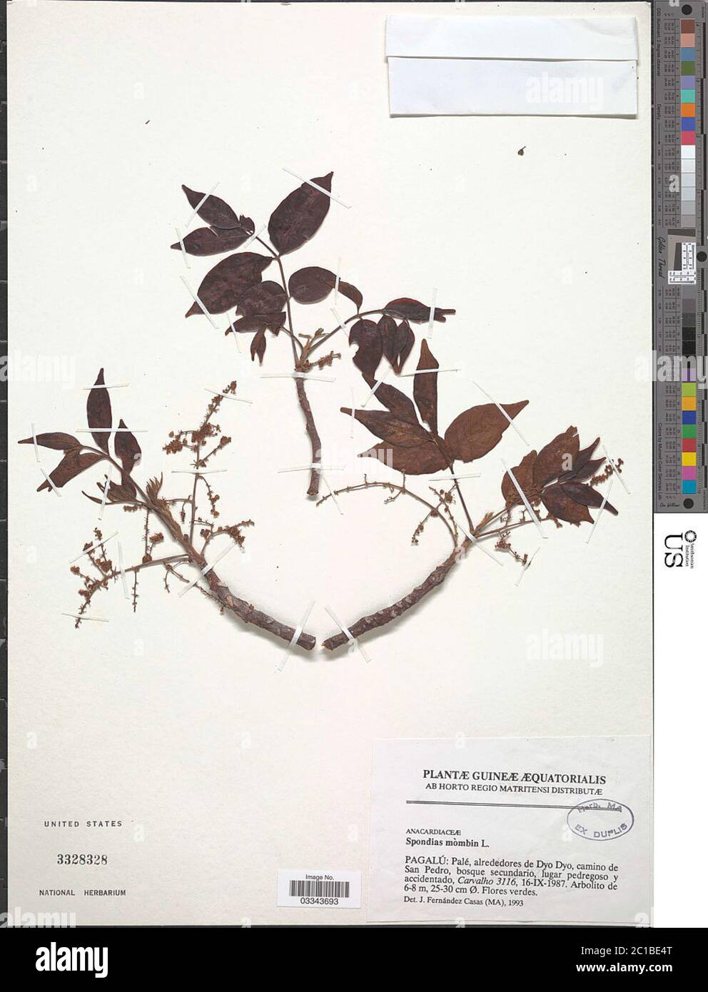 Spondias mombin l hi-res stock photography and images - Alamy