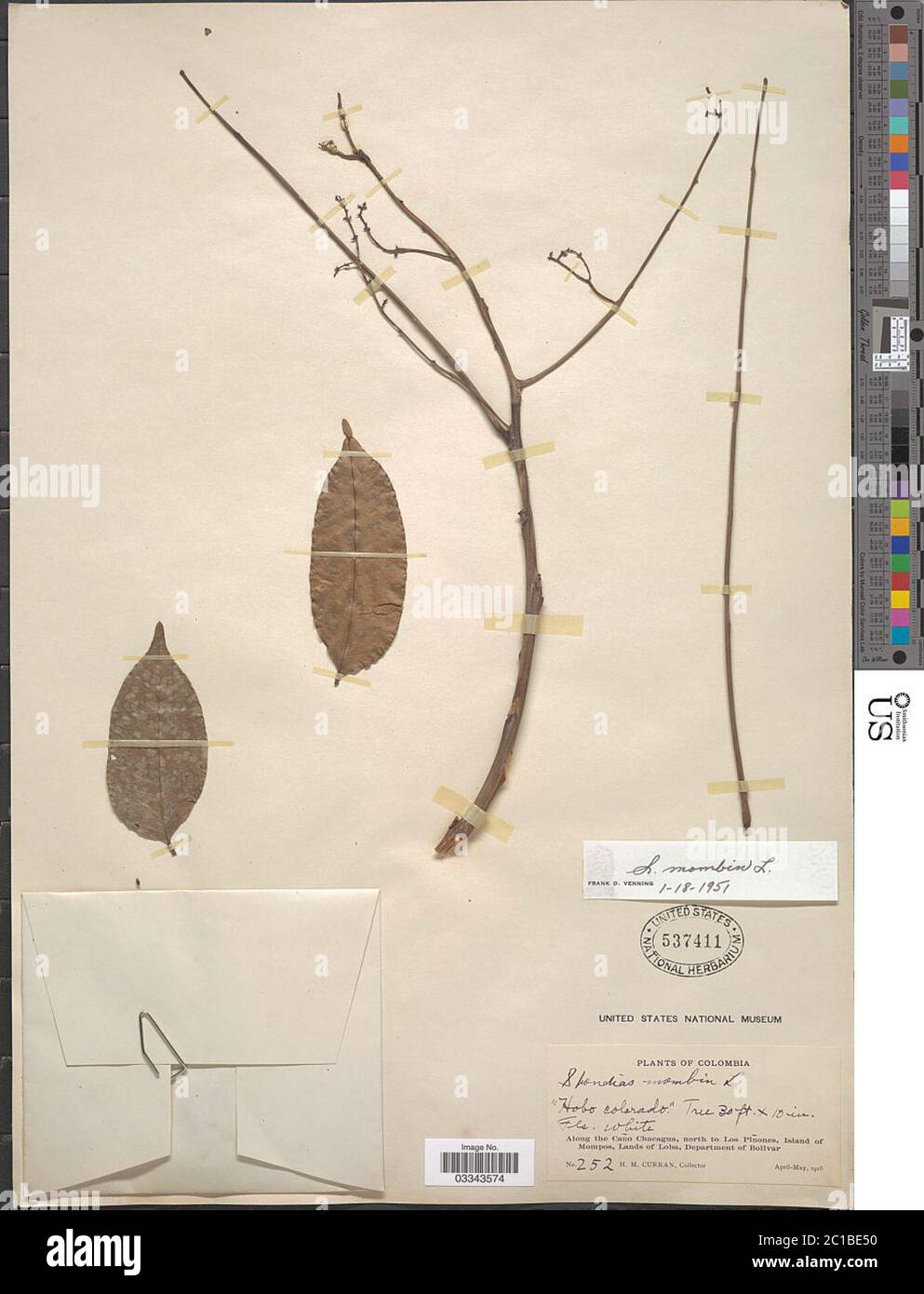 Spondias mombin L Spondias mombin L Stock Photo - Alamy