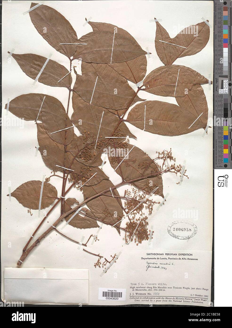 Spondias mombin L Spondias mombin L Stock Photo - Alamy