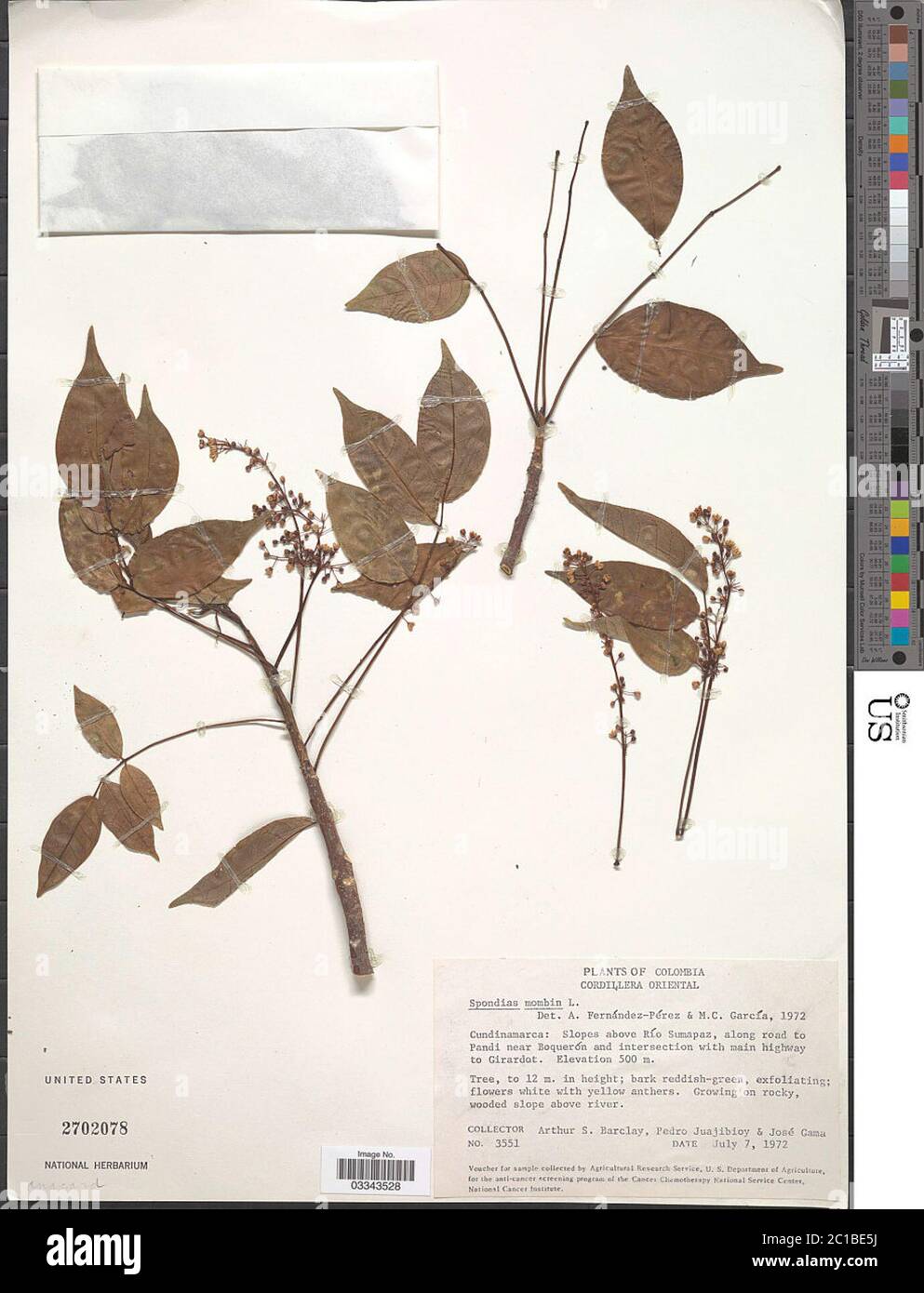 Spondias mombin L Spondias mombin L Stock Photo - Alamy