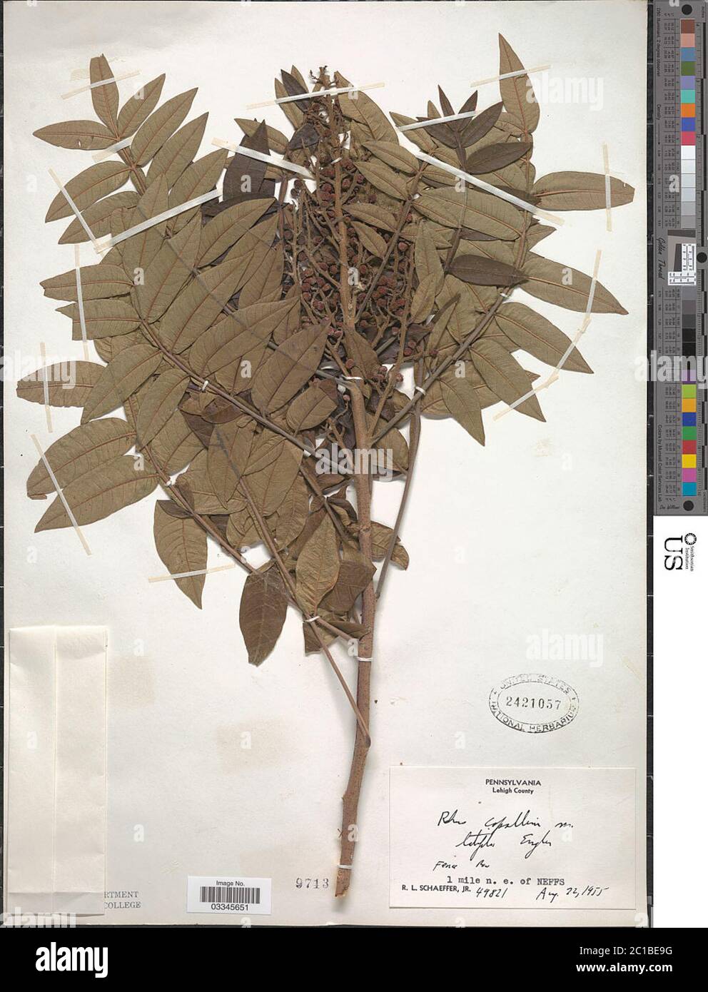 Rhus copallinum L Rhus copallinum L Stock Photo - Alamy