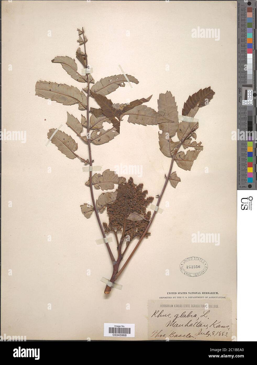 Rhus glabra L Rhus glabra L Stock Photo - Alamy