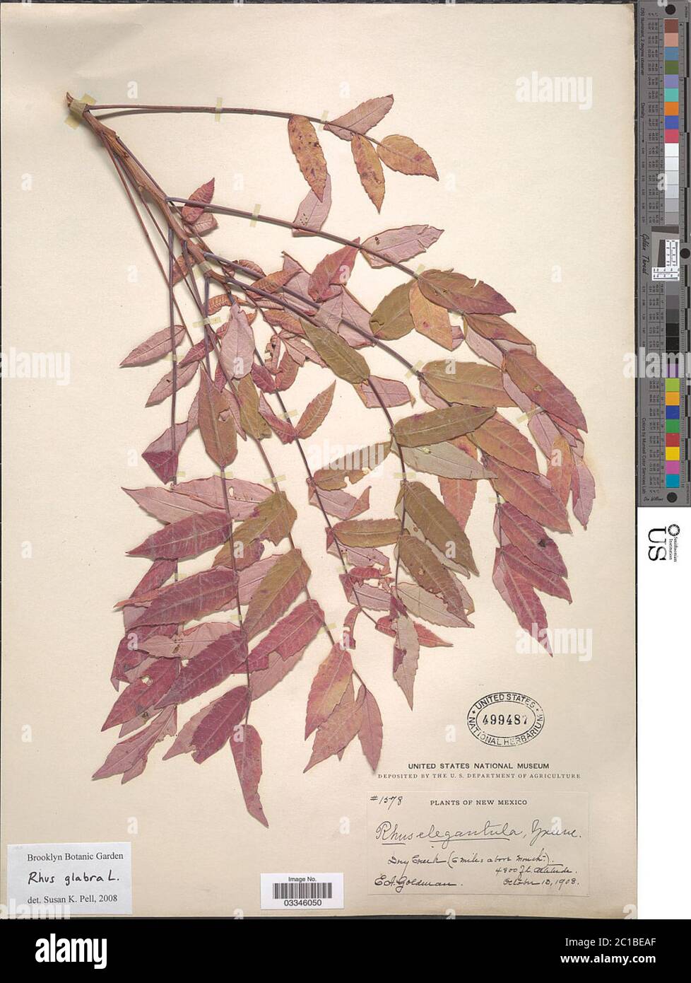 Rhus glabra L Rhus glabra L Stock Photo - Alamy