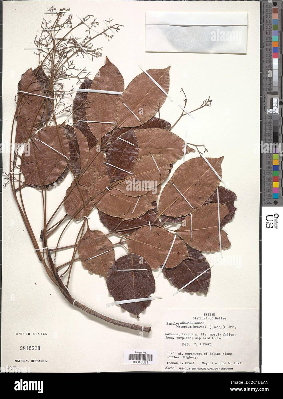 Brownei hi-res stock photography and images - Alamy