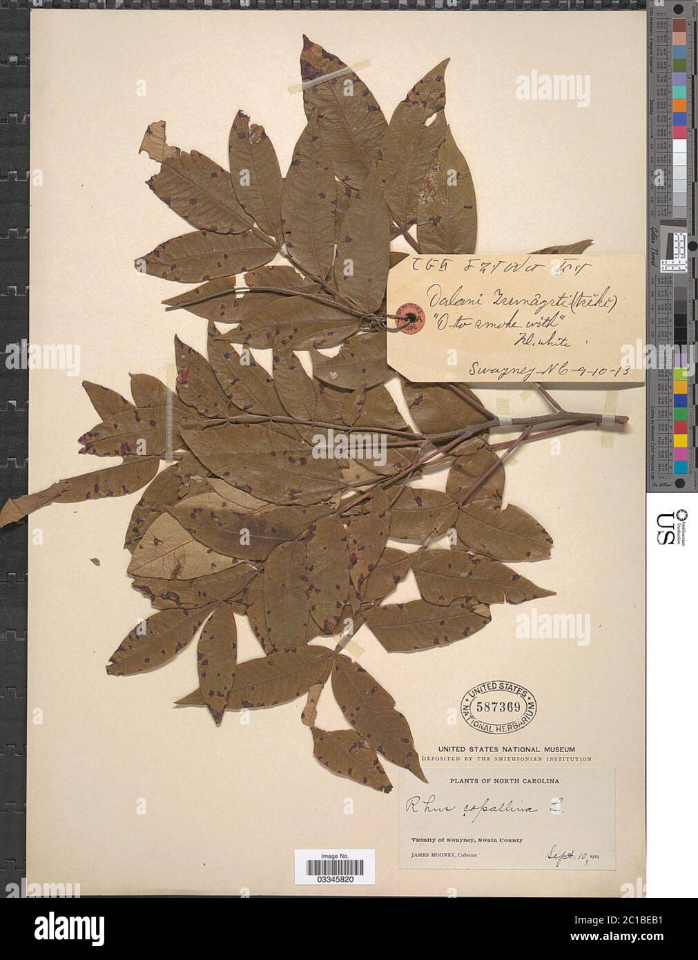 Rhus copallinum L Rhus copallinum L Stock Photo - Alamy