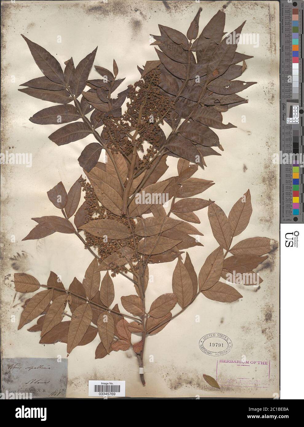 Rhus copallinum L Rhus copallinum L Stock Photo - Alamy