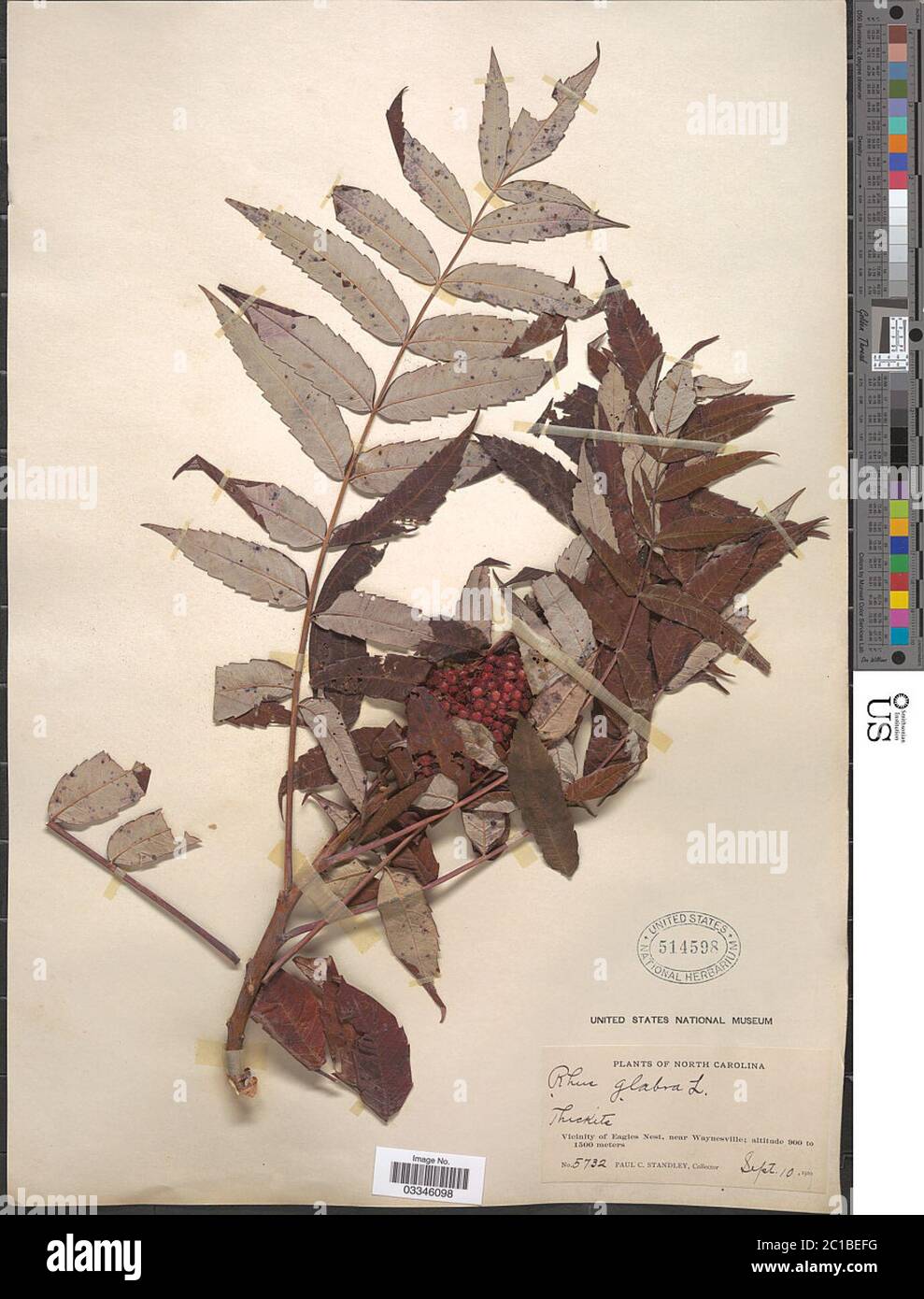 Rhus glabra L Rhus glabra L Stock Photo - Alamy